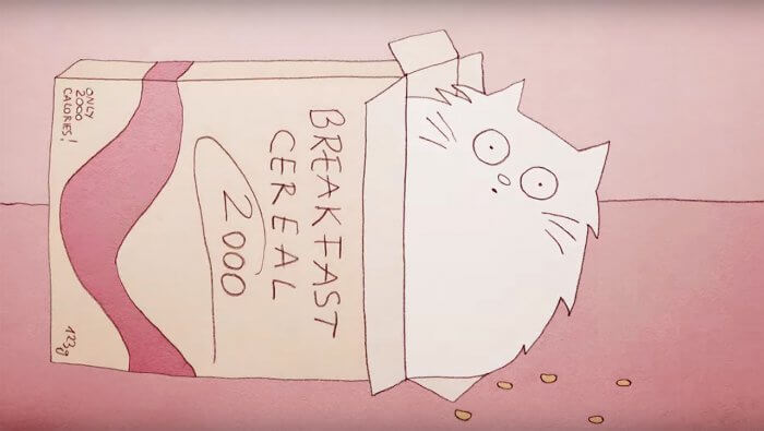 Why do cats act so weird? Über das verrückte Verhalten von Katzen
